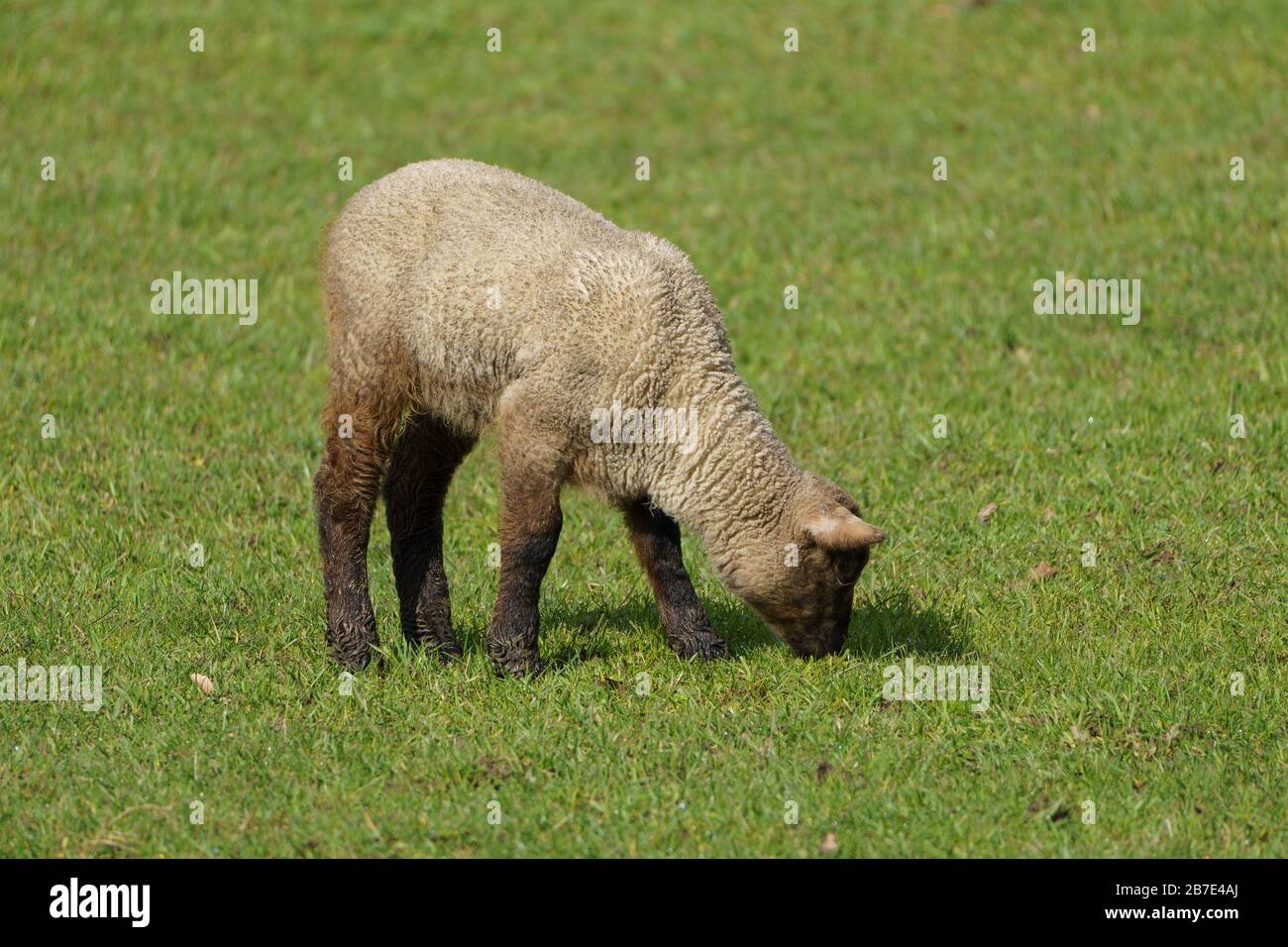 sheep in germany Stock Photo - Alamy