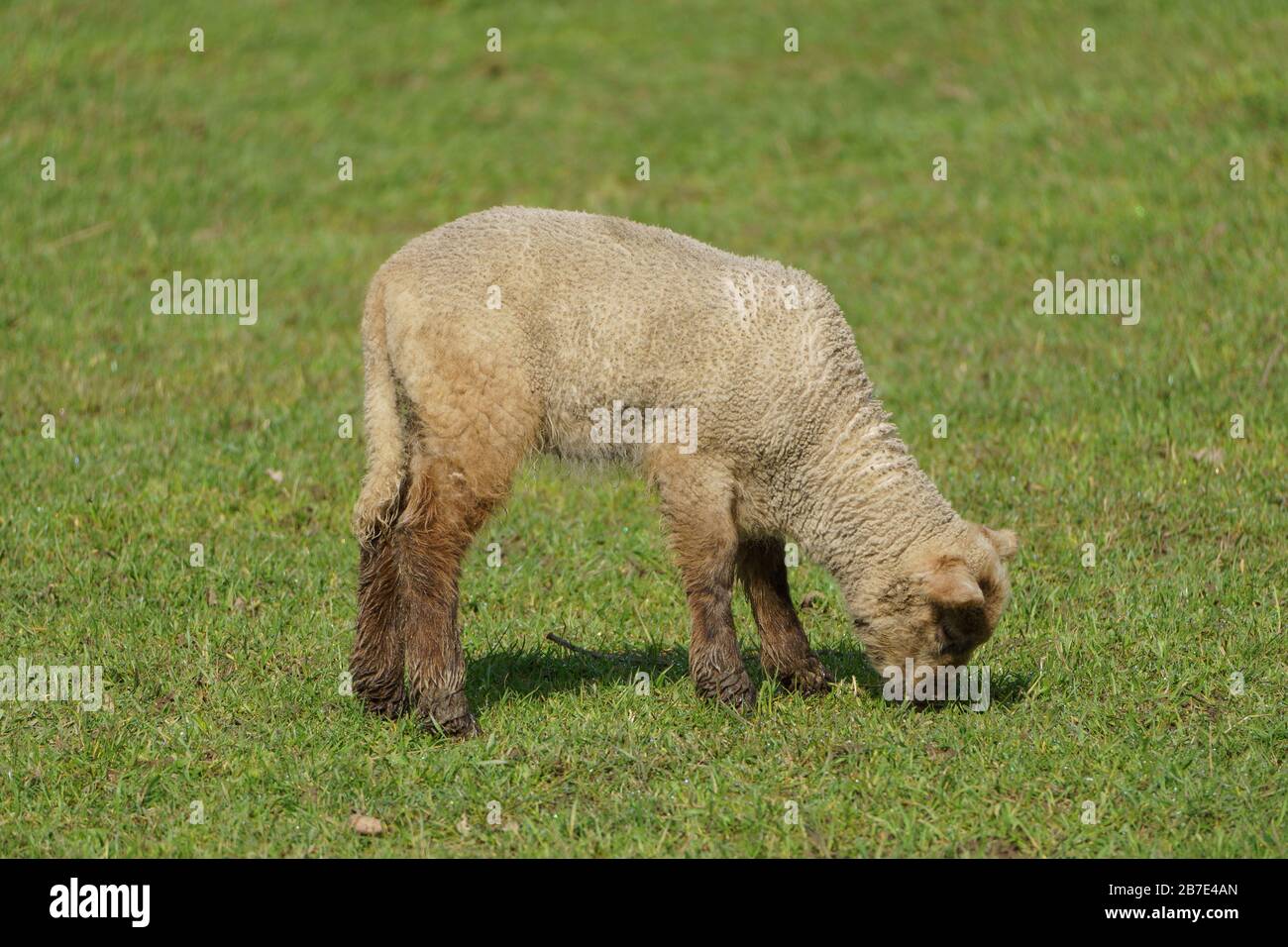 sheep in germany Stock Photo - Alamy