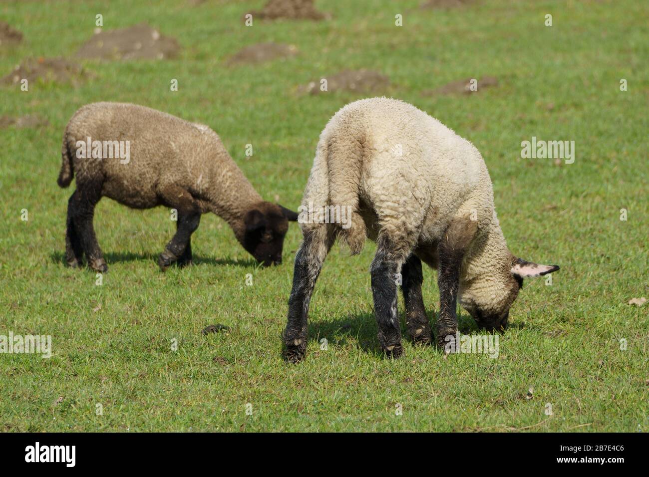 sheep in germany Stock Photo - Alamy