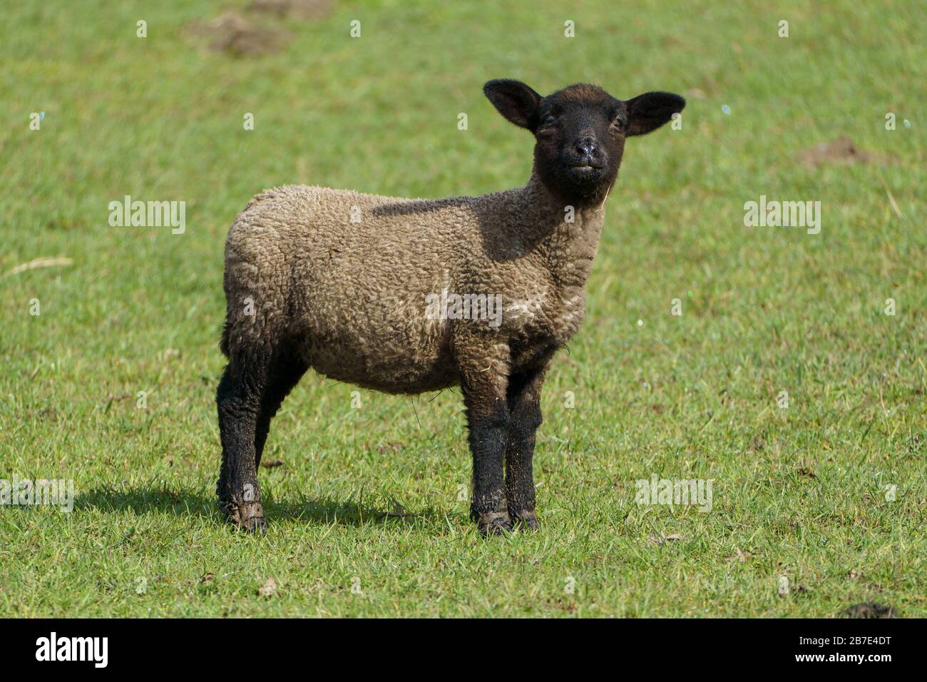 sheep in germany Stock Photo - Alamy