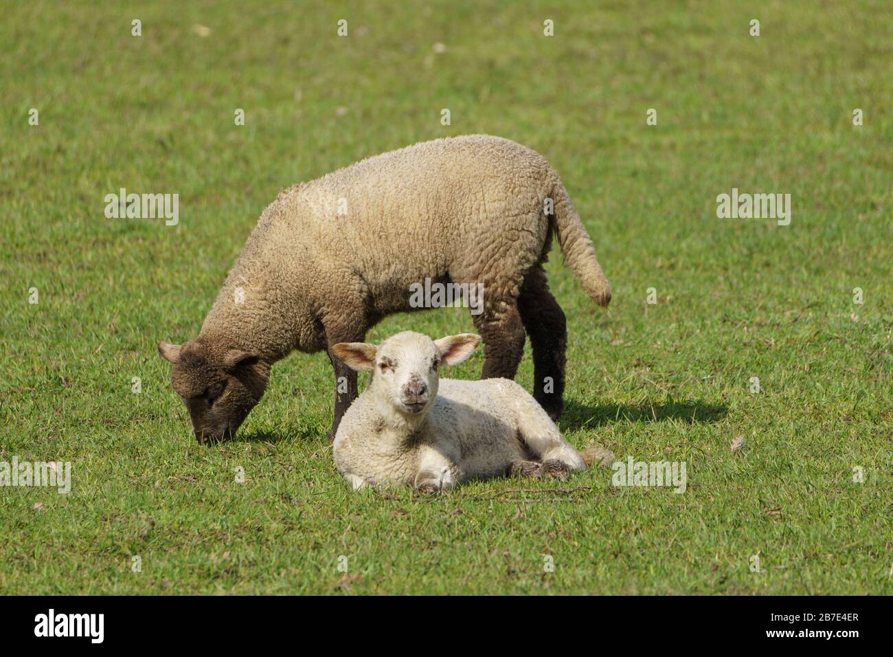sheep in germany Stock Photo - Alamy