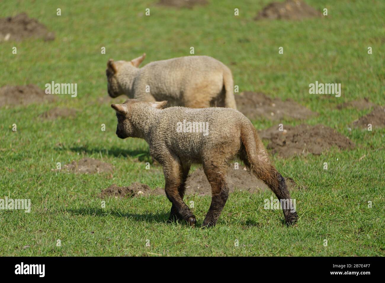sheep in germany Stock Photo - Alamy