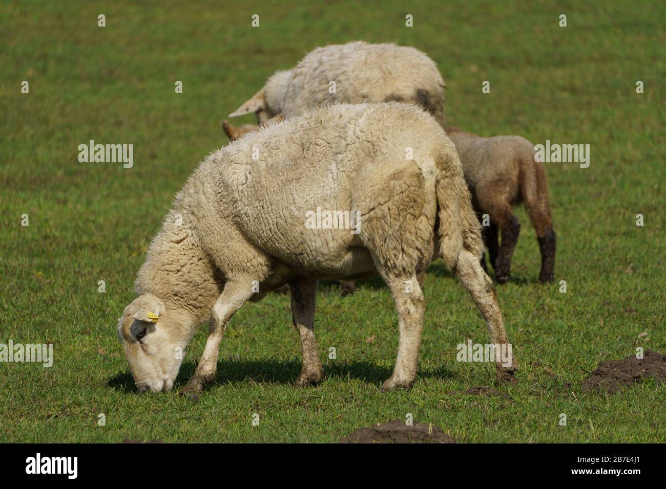 many sheep in germany Stock Photo - Alamy
