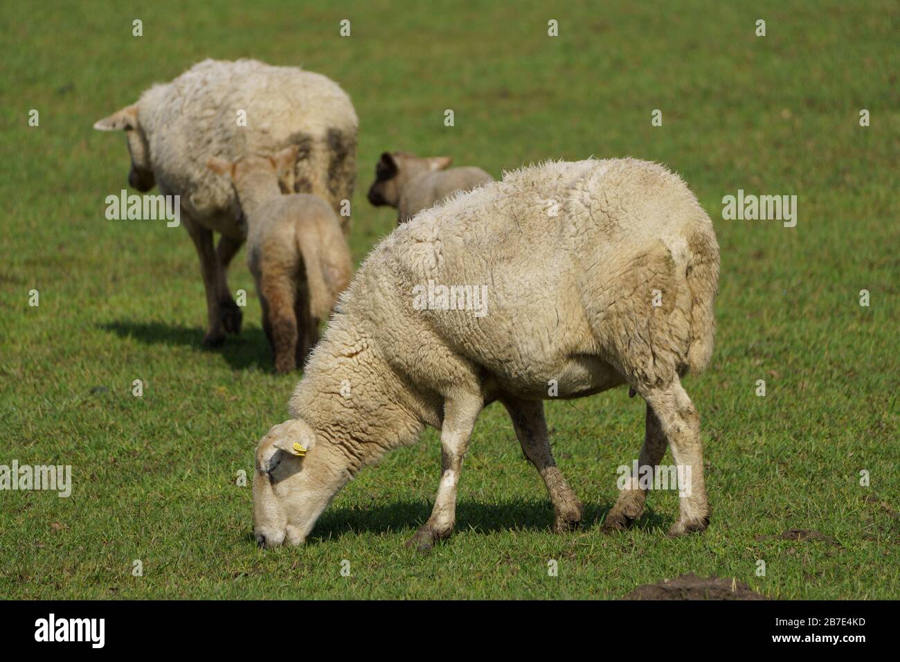 many sheep in germany Stock Photo - Alamy