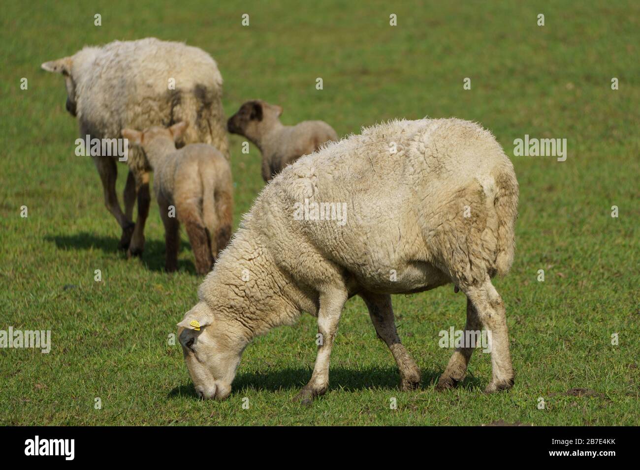 many sheep in germany Stock Photo - Alamy