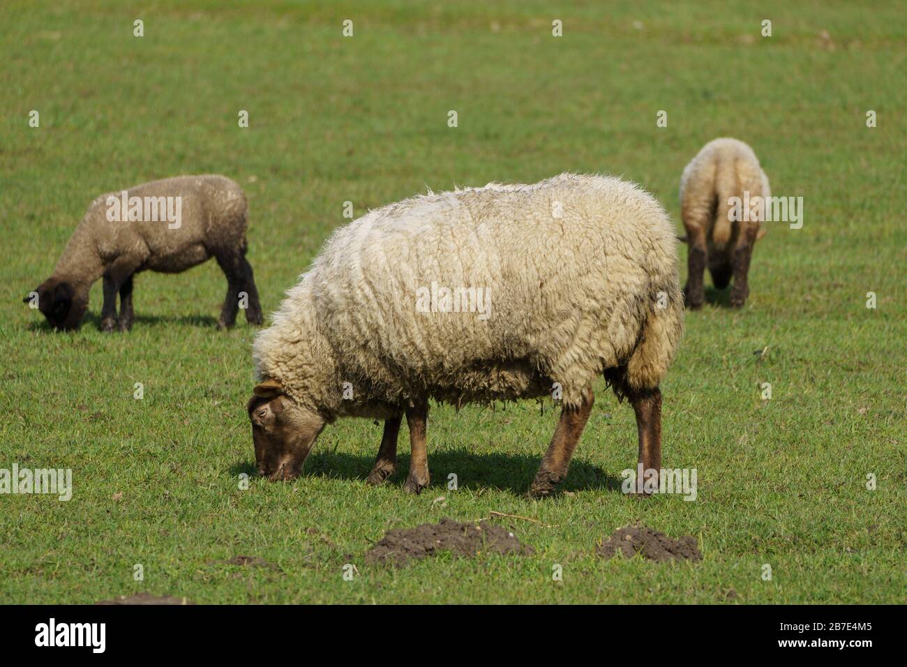 many sheep in germany Stock Photo - Alamy