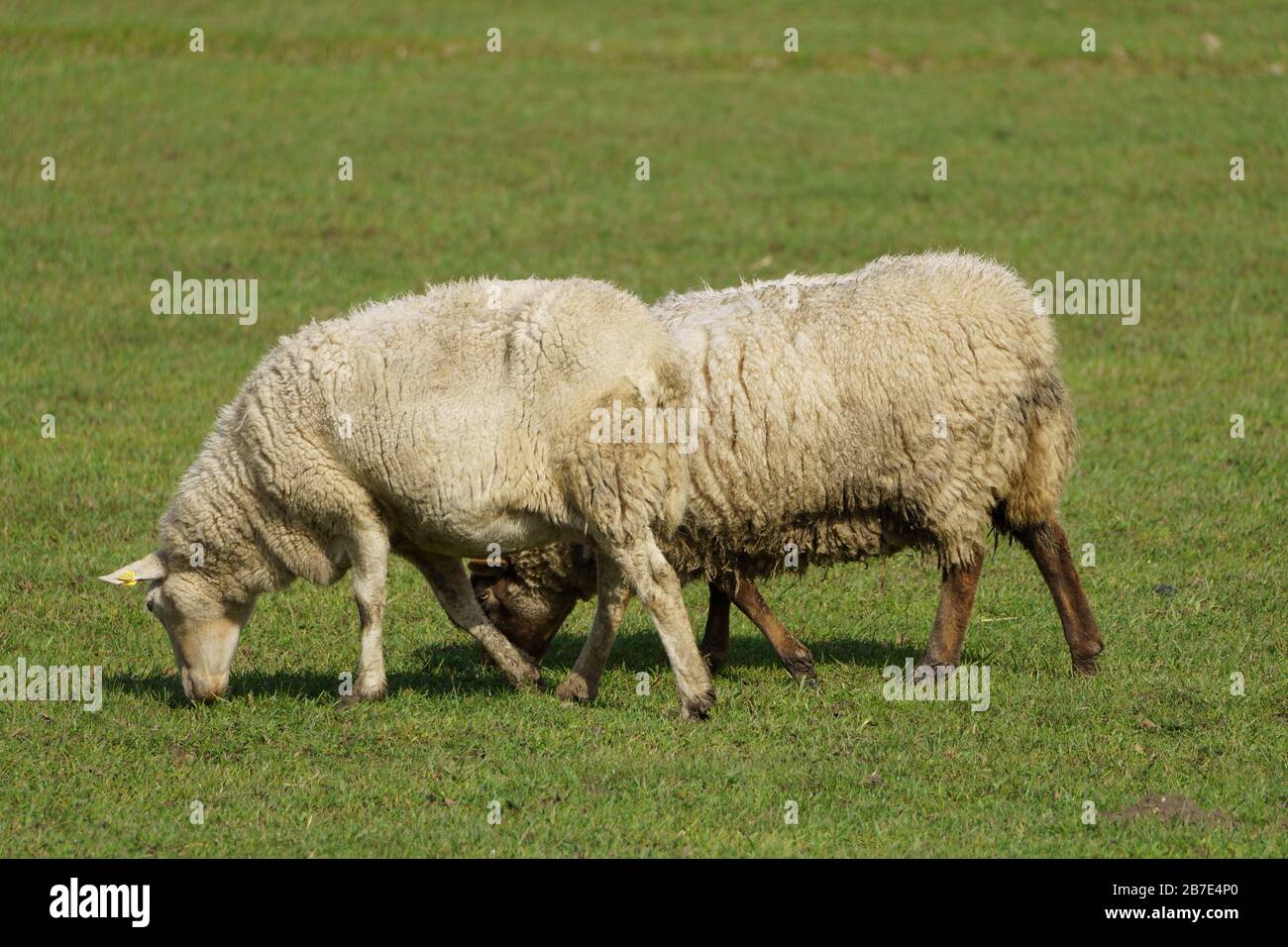 sheep ad lamb in germany Stock Photo - Alamy