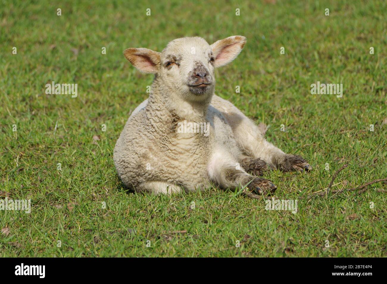 sheep ad lamb in germany Stock Photo - Alamy