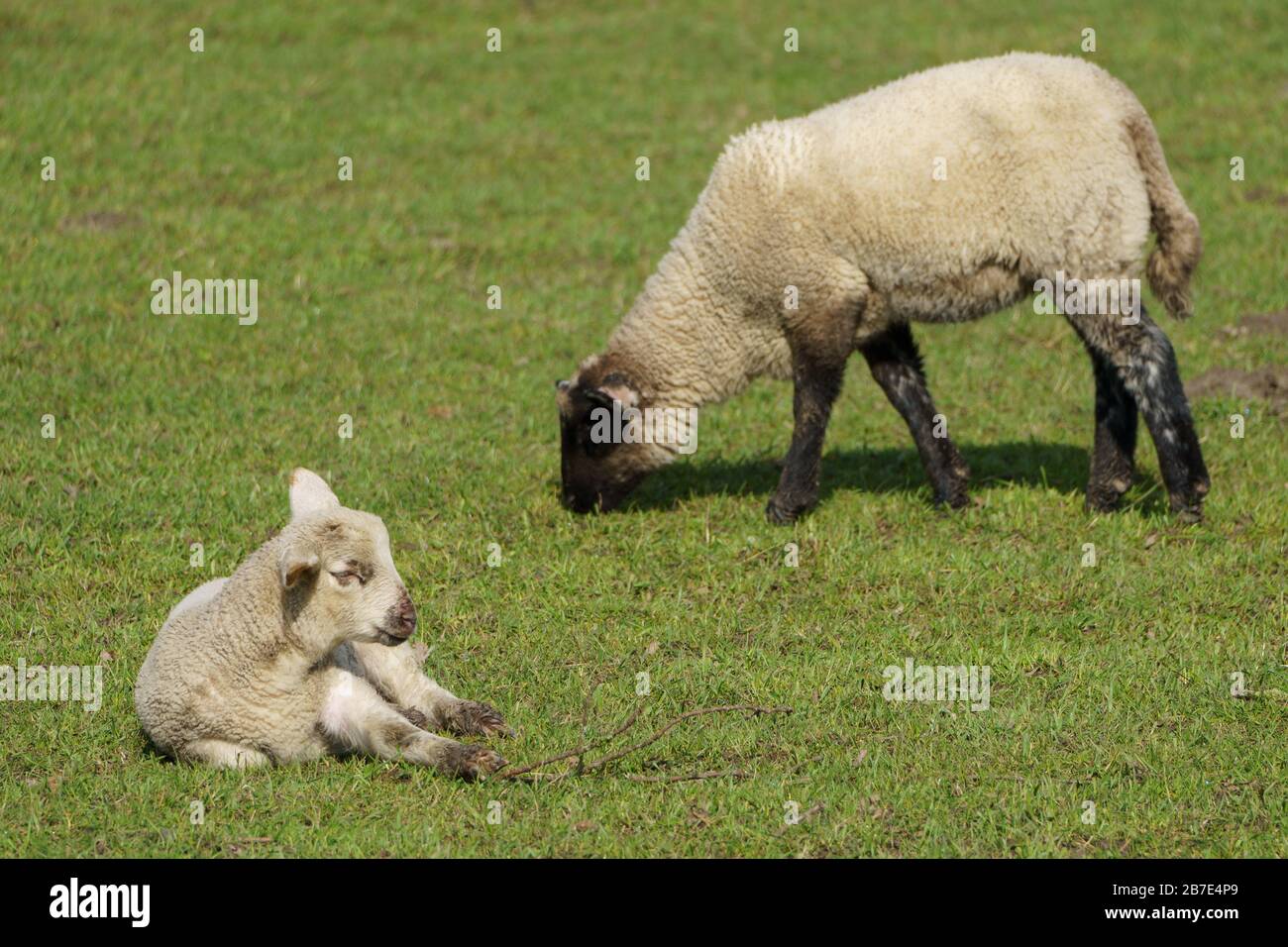 sheep ad lamb in germany Stock Photo - Alamy