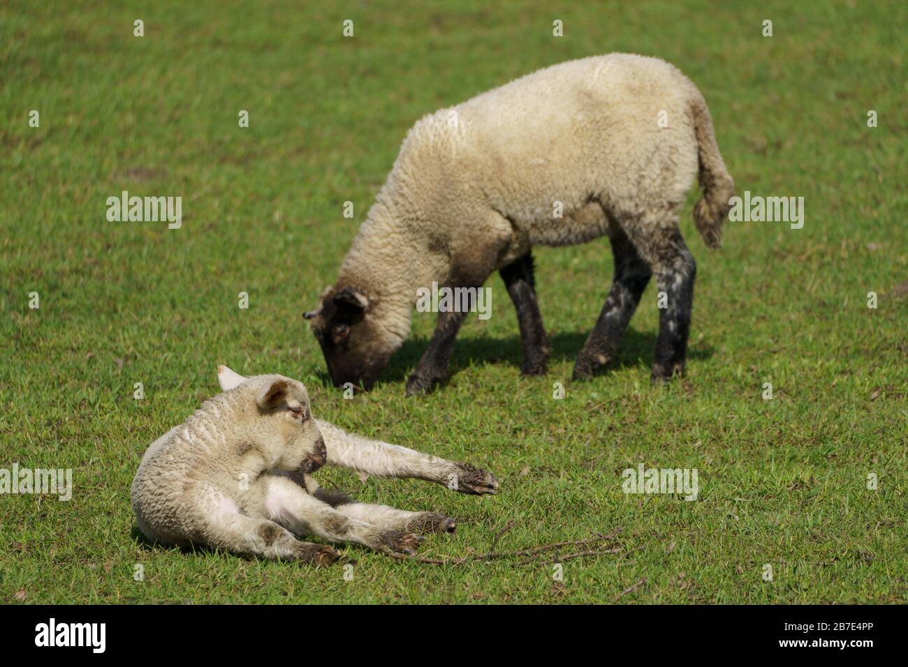 sheep ad lamb in germany Stock Photo - Alamy
