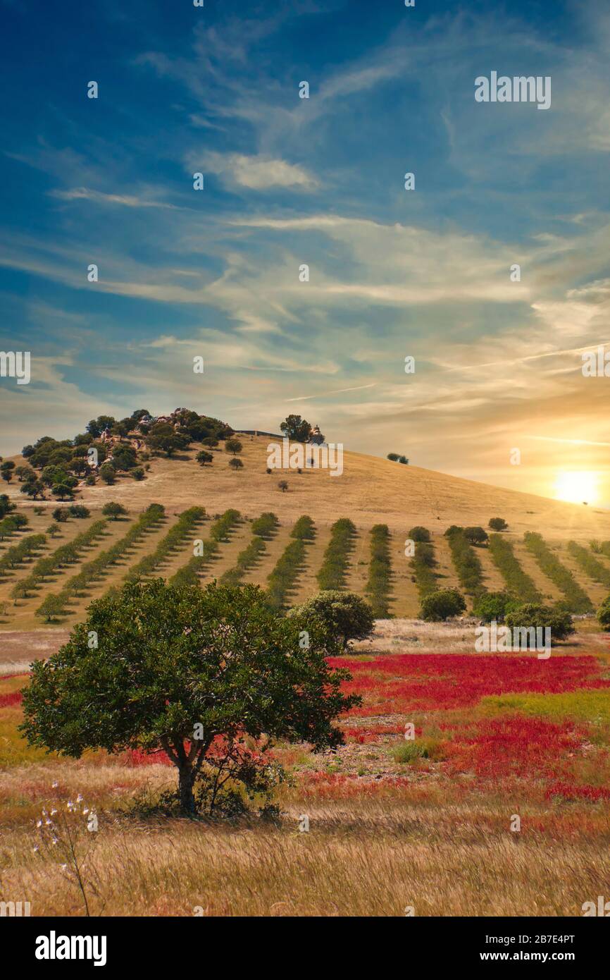 Beautiful, very colorful country landscape with many planted trees, on ...