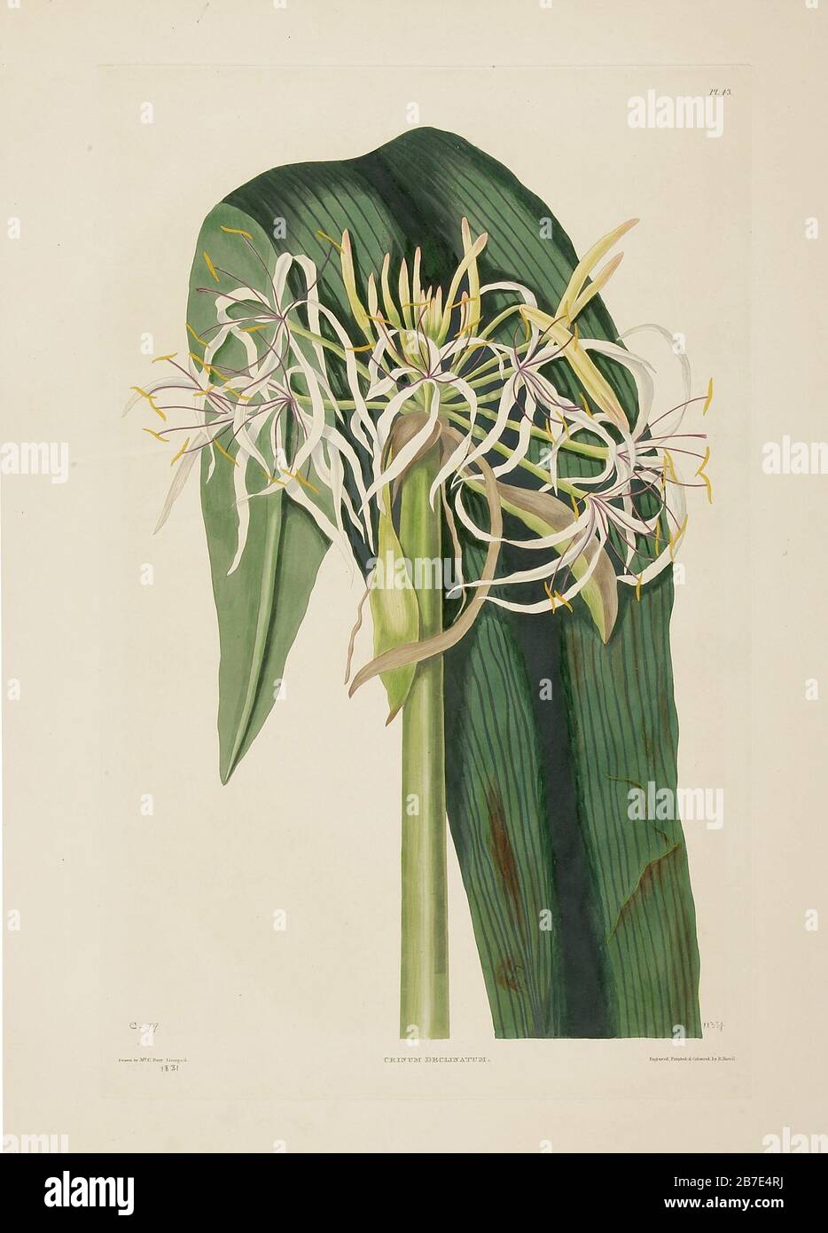 Old botanical drawings hi-res stock photography and images - Alamy
