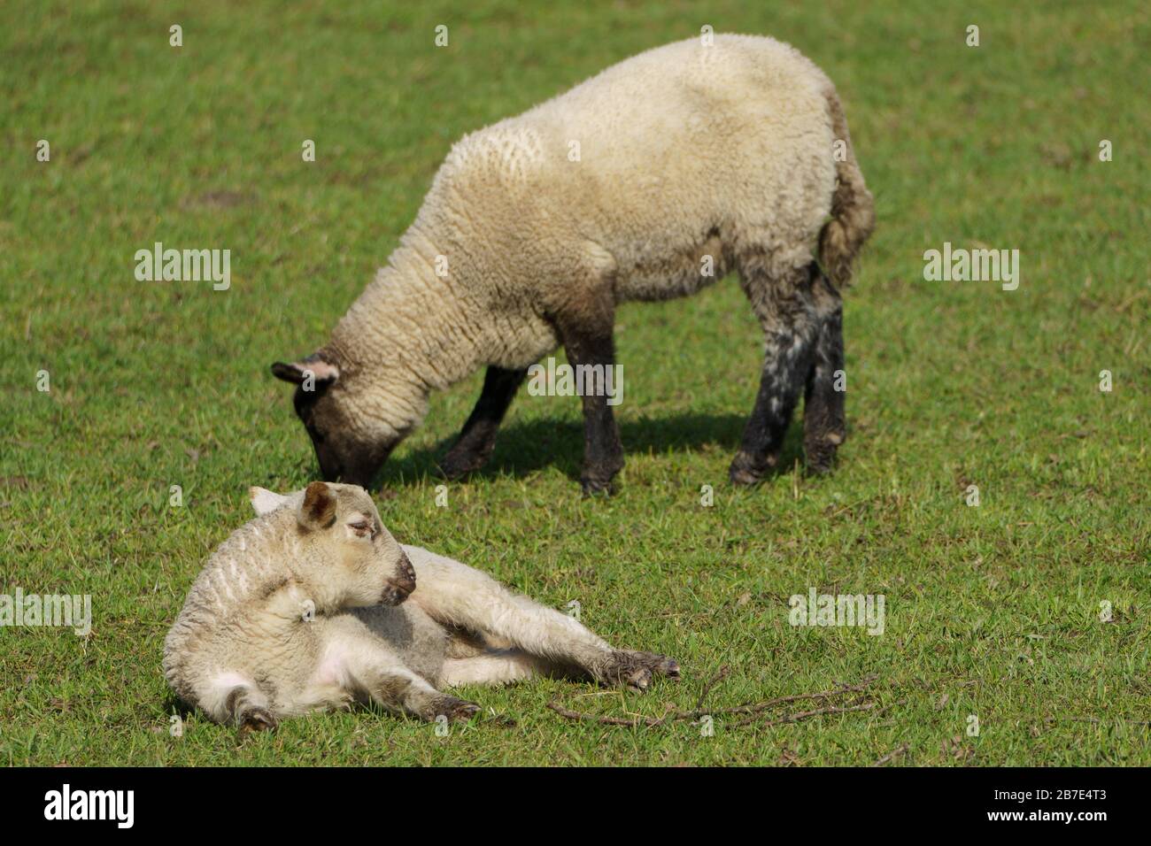 sheep ad lamb in germany Stock Photo - Alamy
