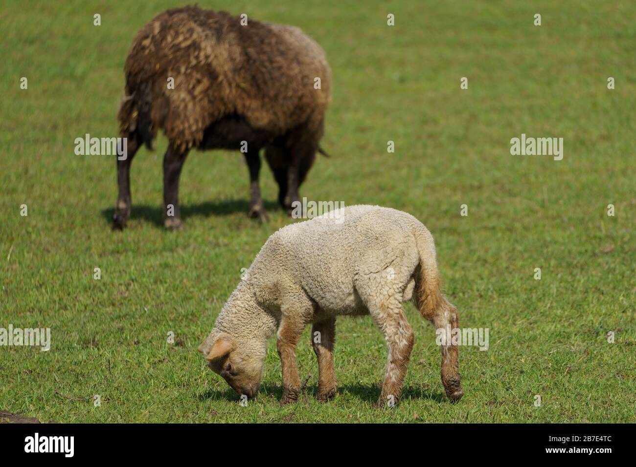 sheep ad lamb in germany Stock Photo - Alamy