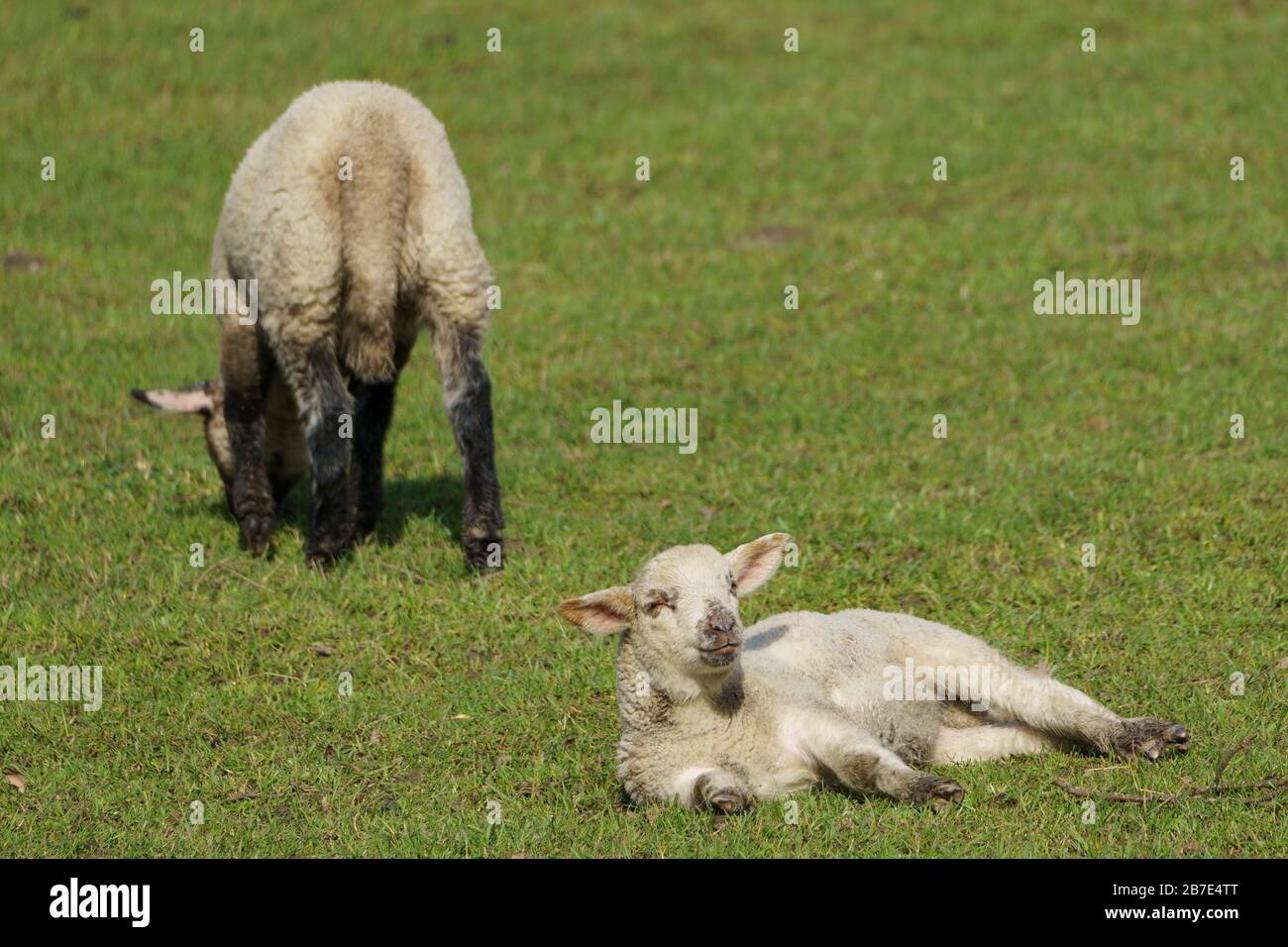 sheep ad lamb in germany Stock Photo - Alamy