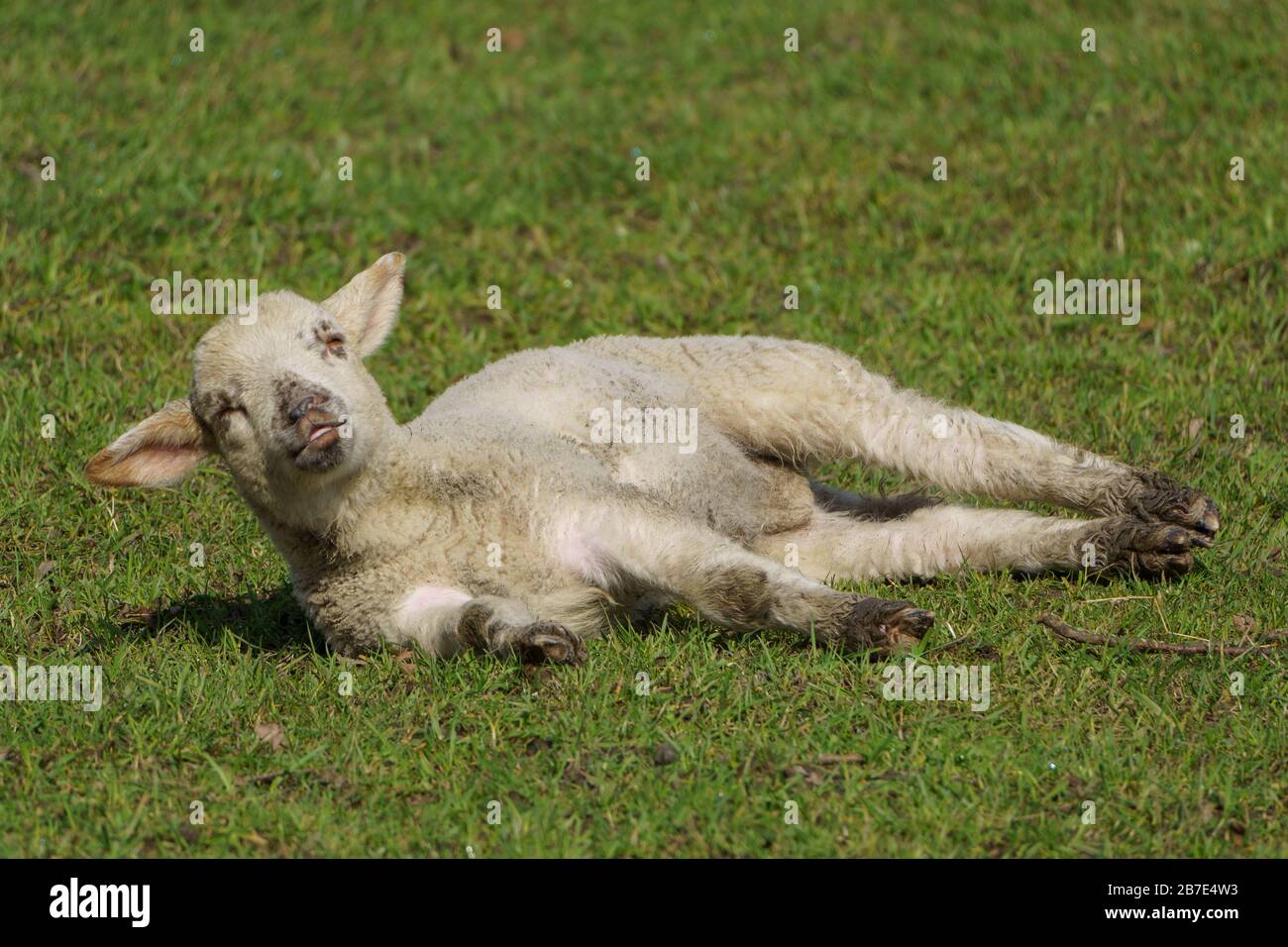 sheep ad lamb in germany Stock Photo - Alamy