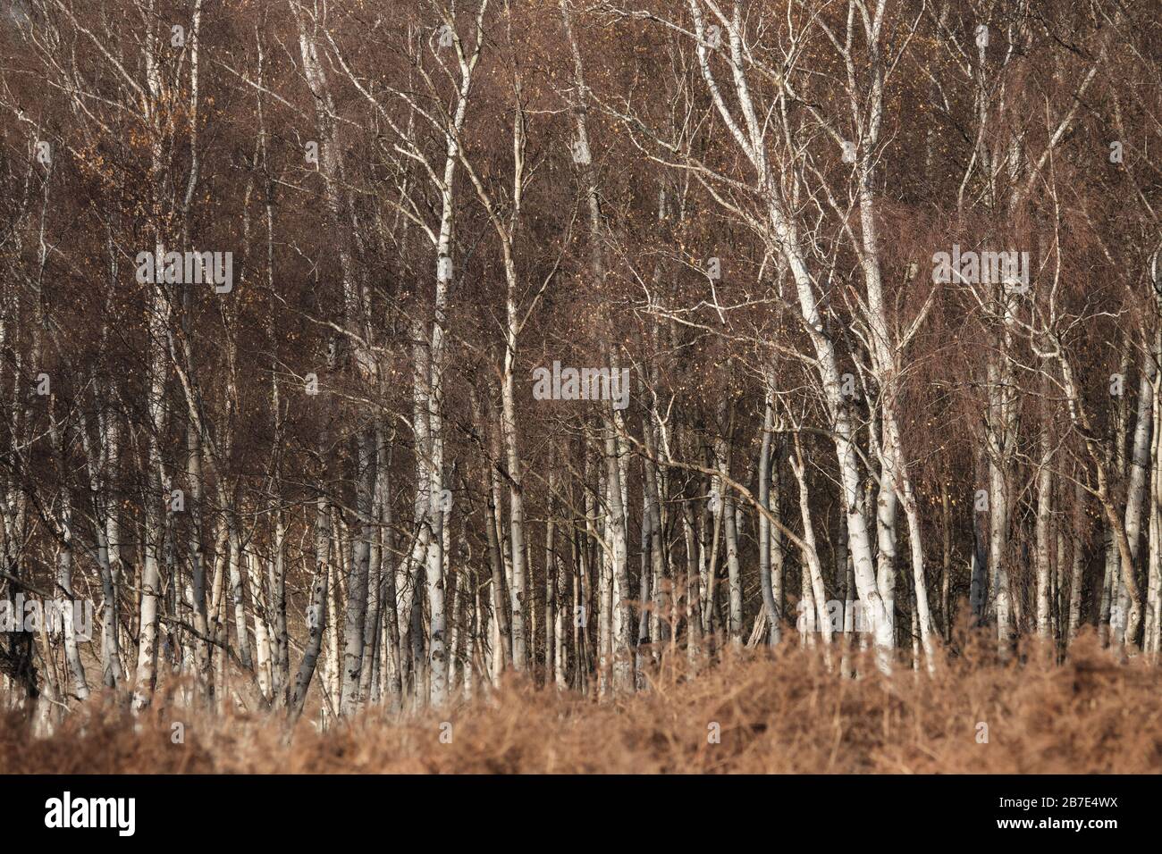 London woodland in winter hi-res stock photography and images - Alamy