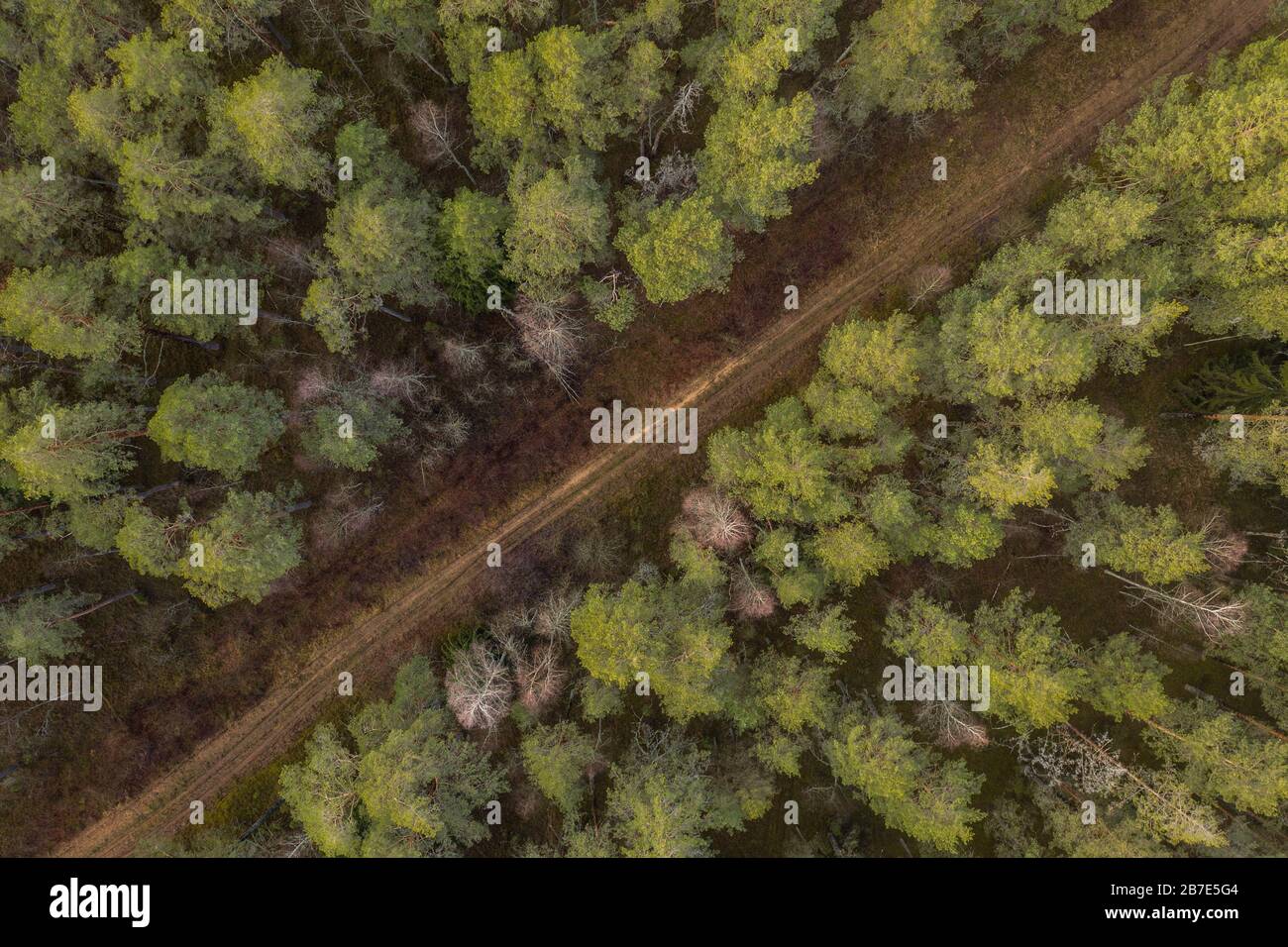 Muddy road through woods hi-res stock photography and images - Alamy