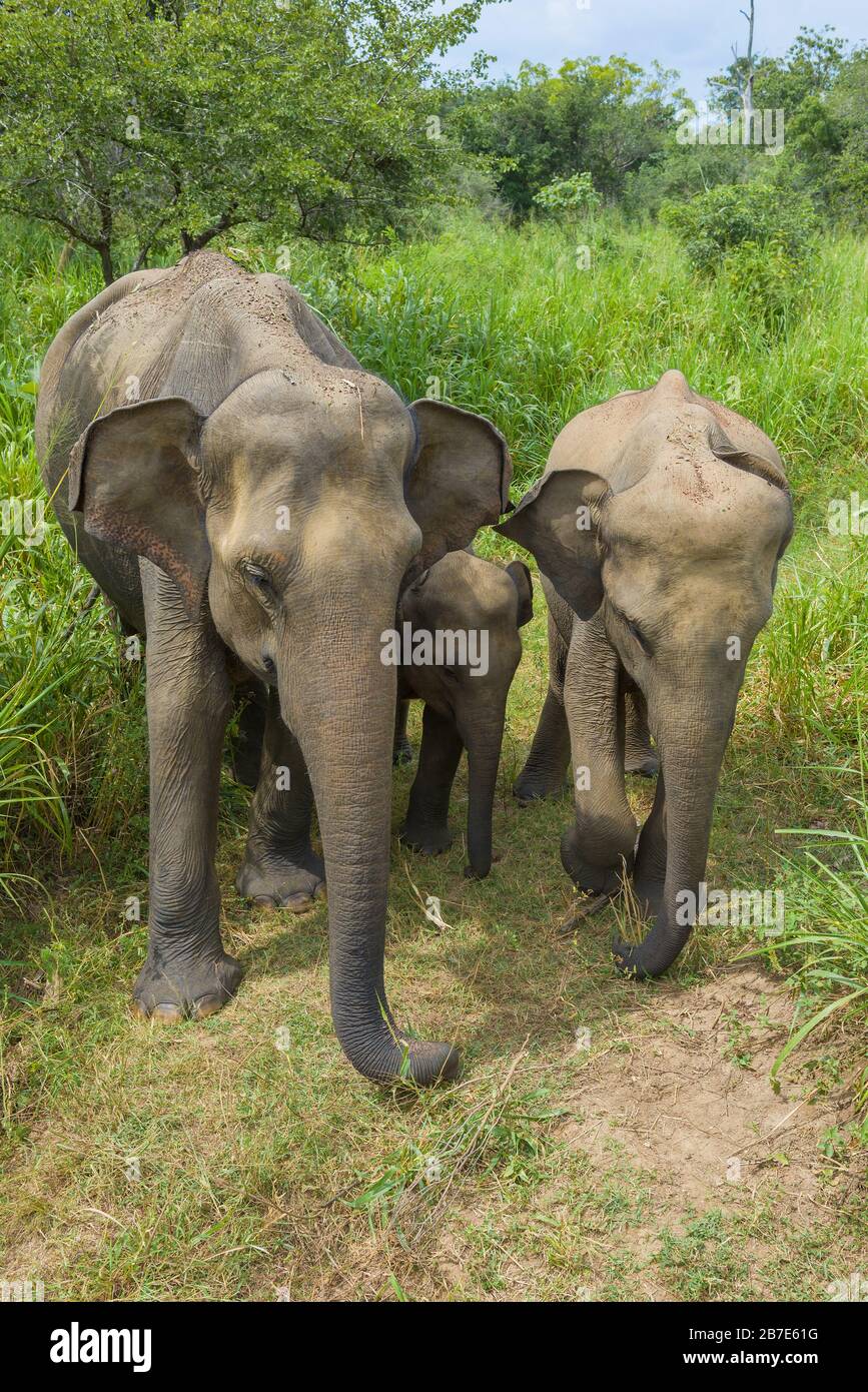 Wild elephants of Ceylon close-up. Sri Lanka Stock Photo - Alamy