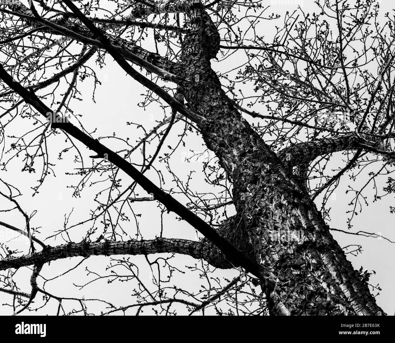 Park bridge canada Black and White Stock Photos & Images - Alamy