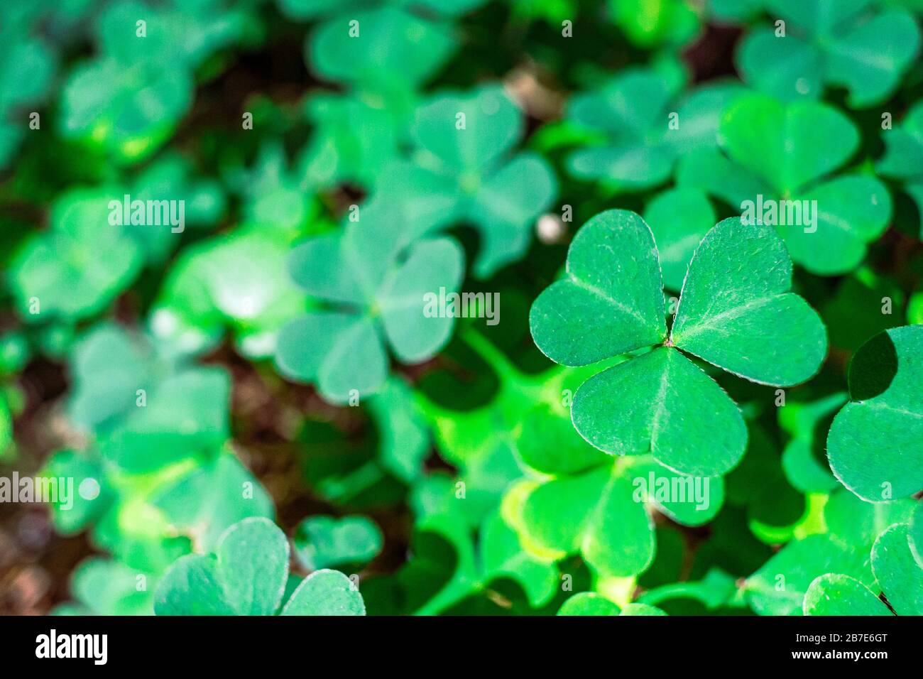 background green shamrock nature background, fresh green juicy color ...