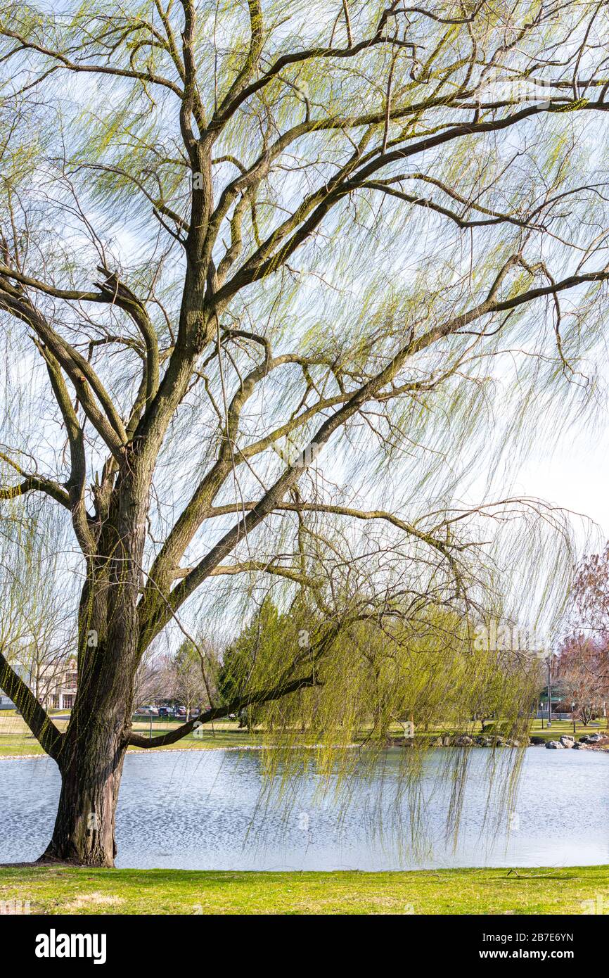 Big bright yellow willow tree hi-res stock photography and images - Alamy