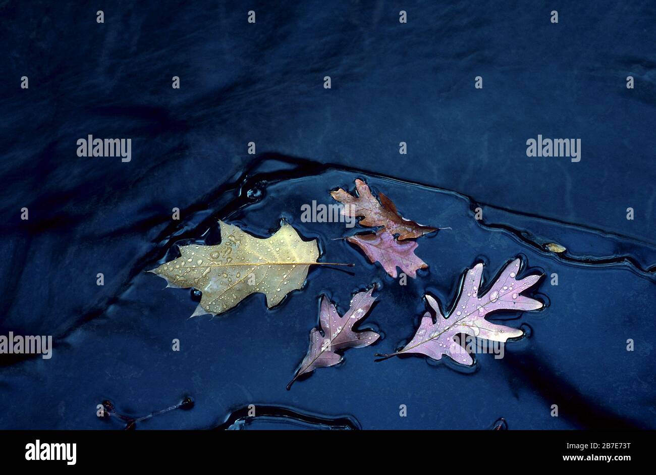 Fall leaves, stream bed, Central Ohio, USA Stock Photo - Alamy Fall leaves, stream bed, Central Ohio, USA Stock Photo - Alamy