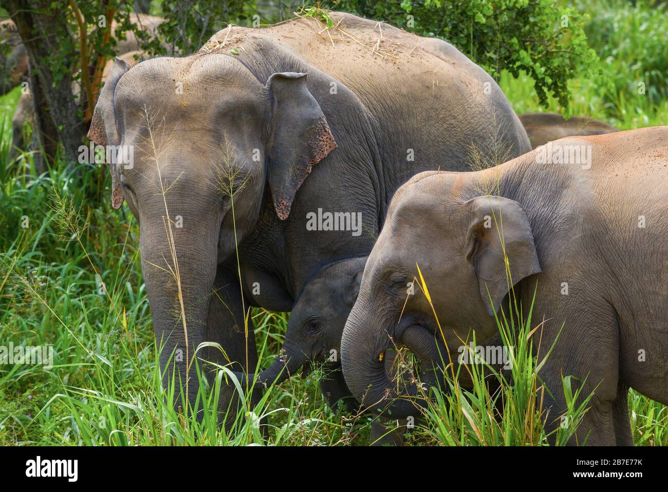 Wild Ceylon elephants close-up. Sri Lanka Stock Photo - Alamy