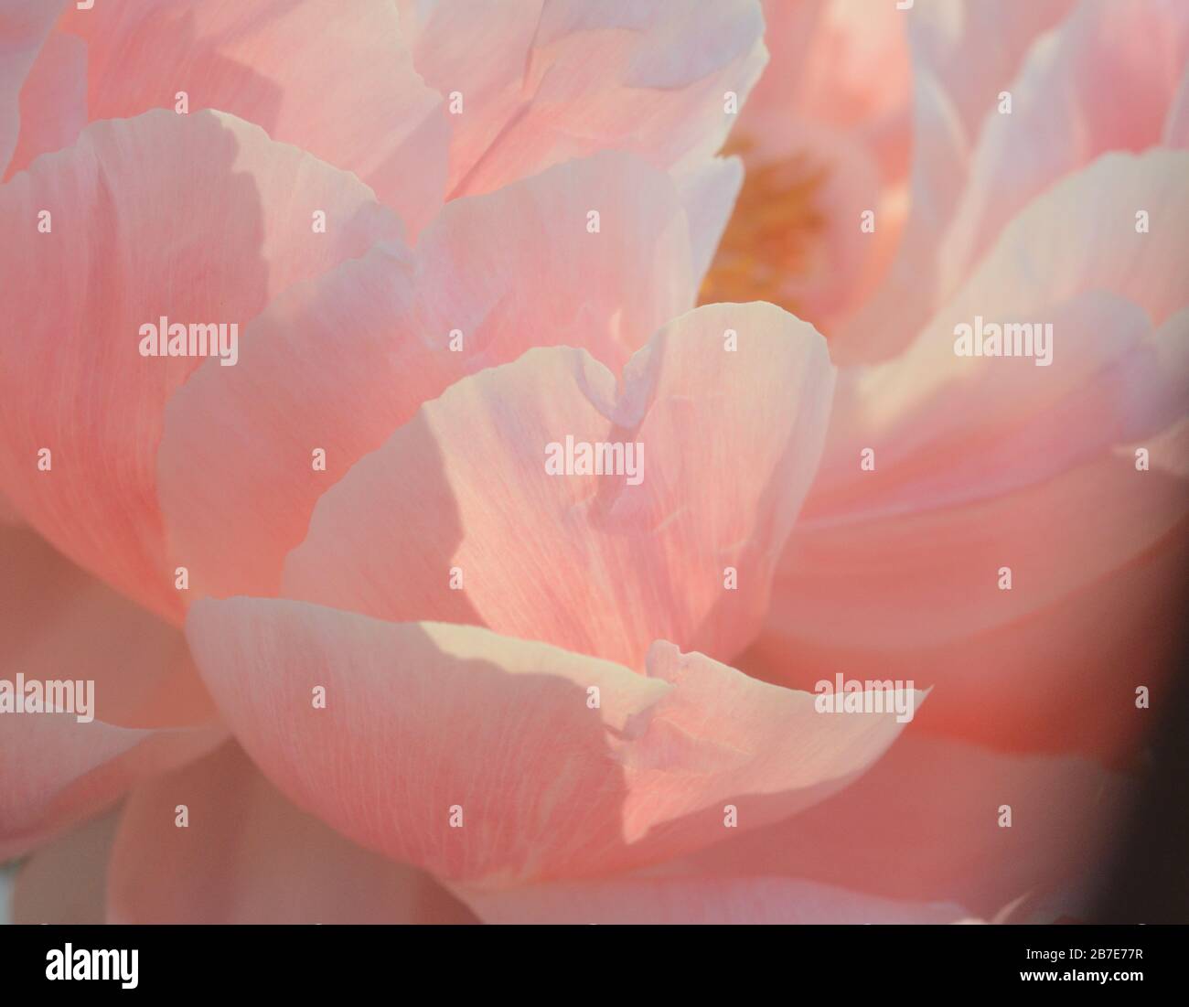 Translucent petals hi-res stock photography and images - Alamy