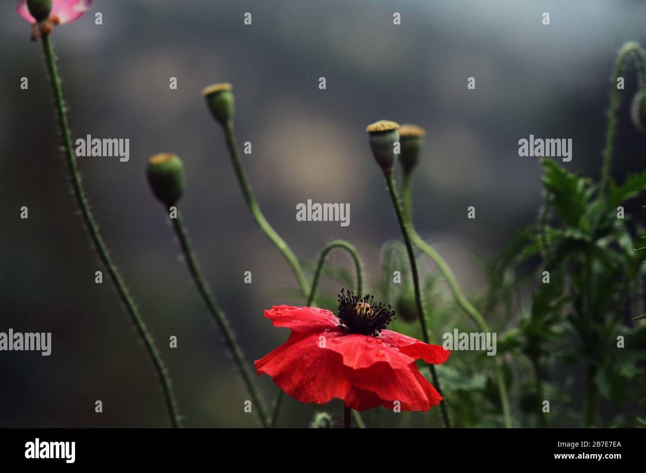 Vibrant red seed pods hi-res stock photography and images - Alamy