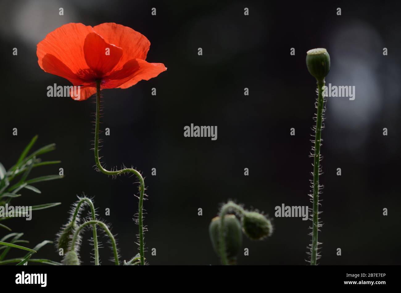 Vibrant red seed pods hi-res stock photography and images - Alamy