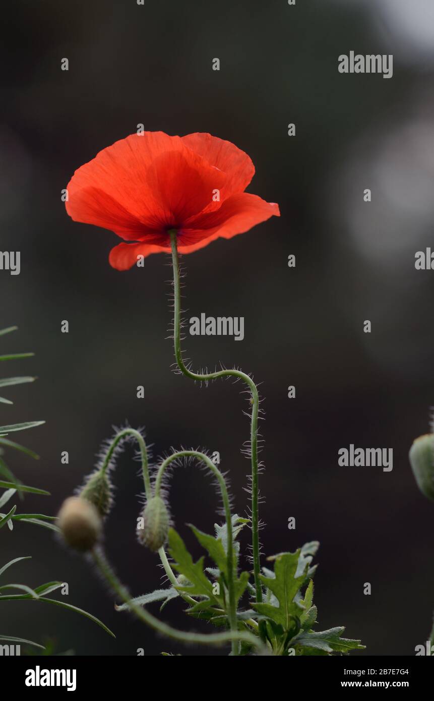 Pollen pods hi-res stock photography and images - Alamy