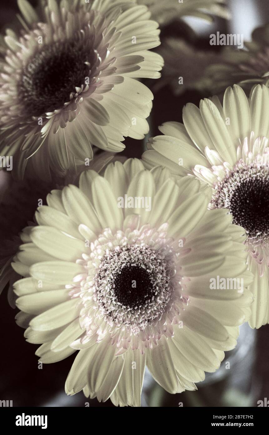 Cream colored flowers hi-res stock photography and images - Alamy