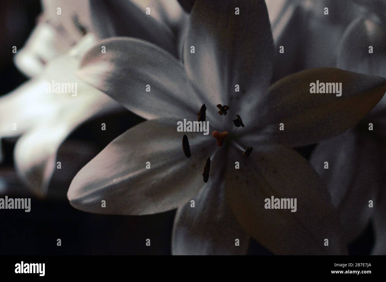 Open cut lilies hi-res stock photography and images - Alamy