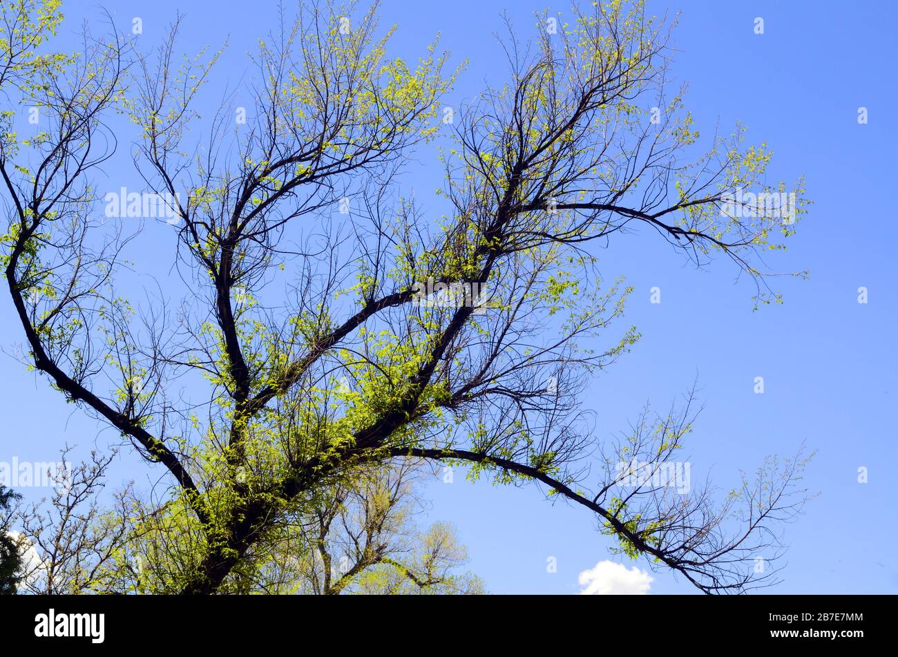 Boulder, CO has a large tree population, despite the fact that the area ...