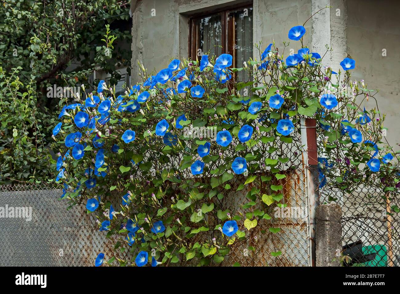 Blue petunia bloom hi-res stock photography and images - Alamy