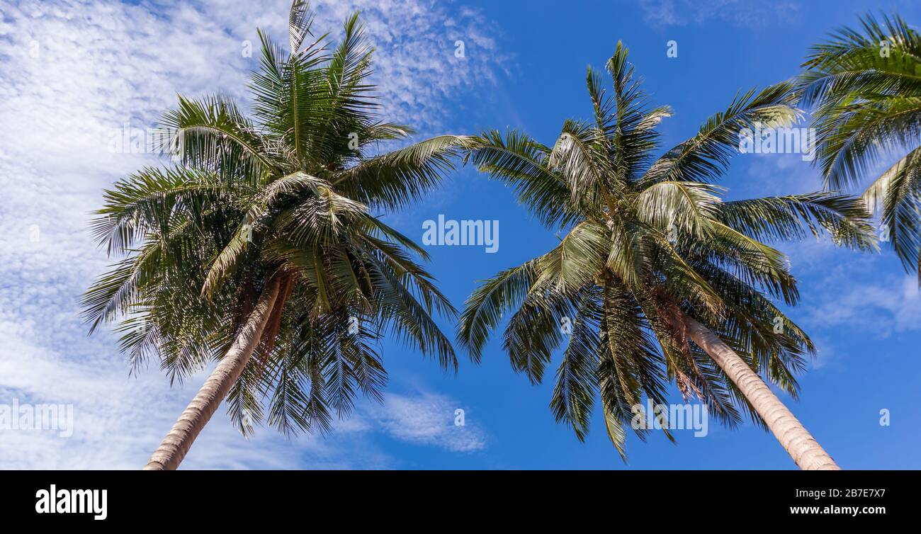 Coconut tree perspective view on blue sky Stock Photo - Alamy