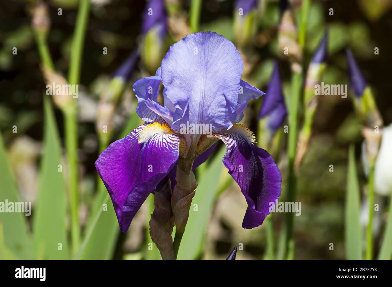 Single stem iris hi-res stock photography and images - Alamy