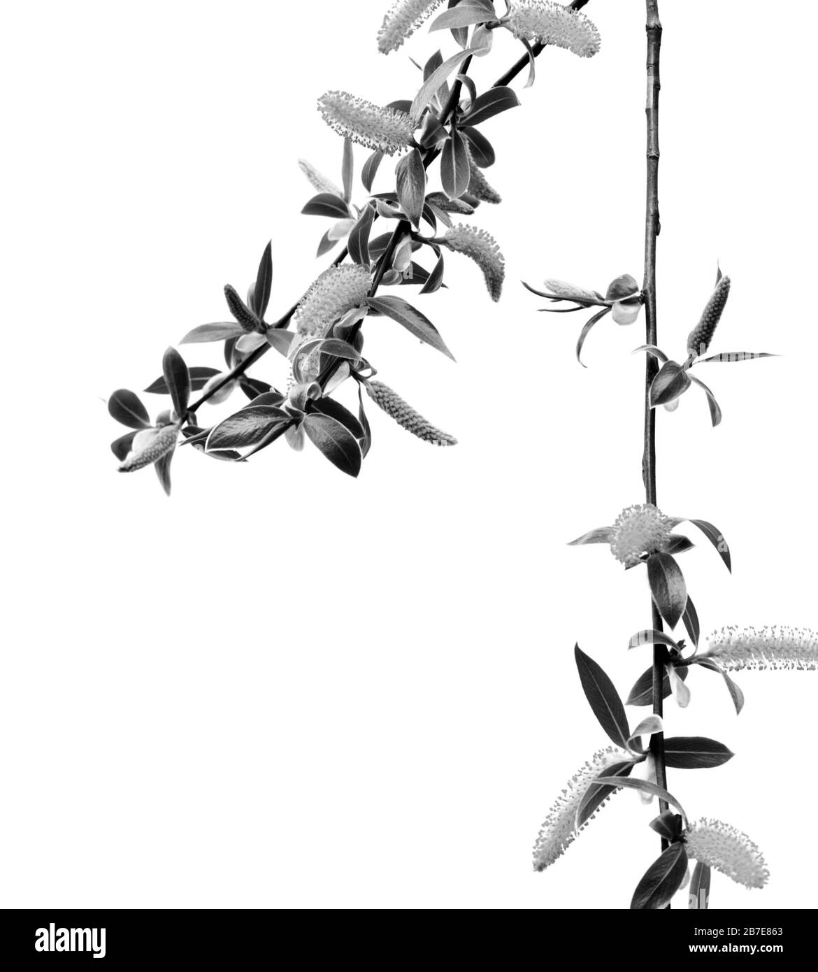Willow leaf leaves on Black and White Stock Photos & Images - Alamy