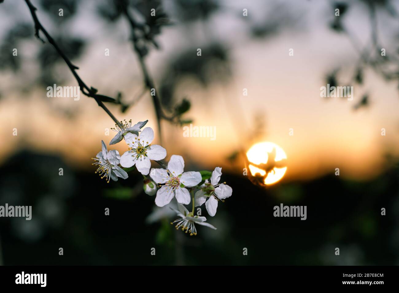 Blur in the sunset hi-res stock photography and images - Alamy