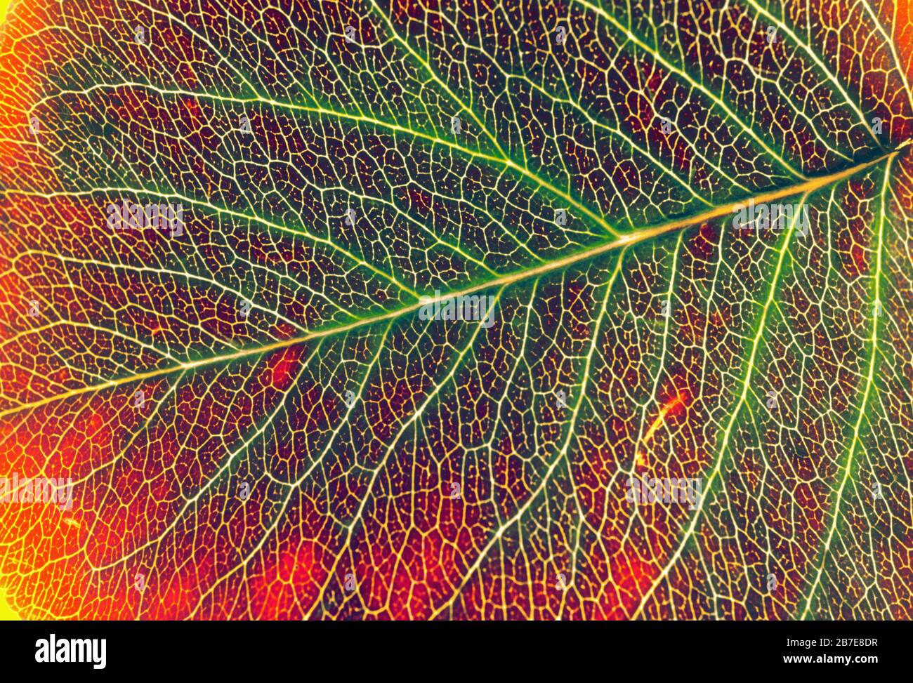 Secondary vein hi-res stock photography and images - Alamy