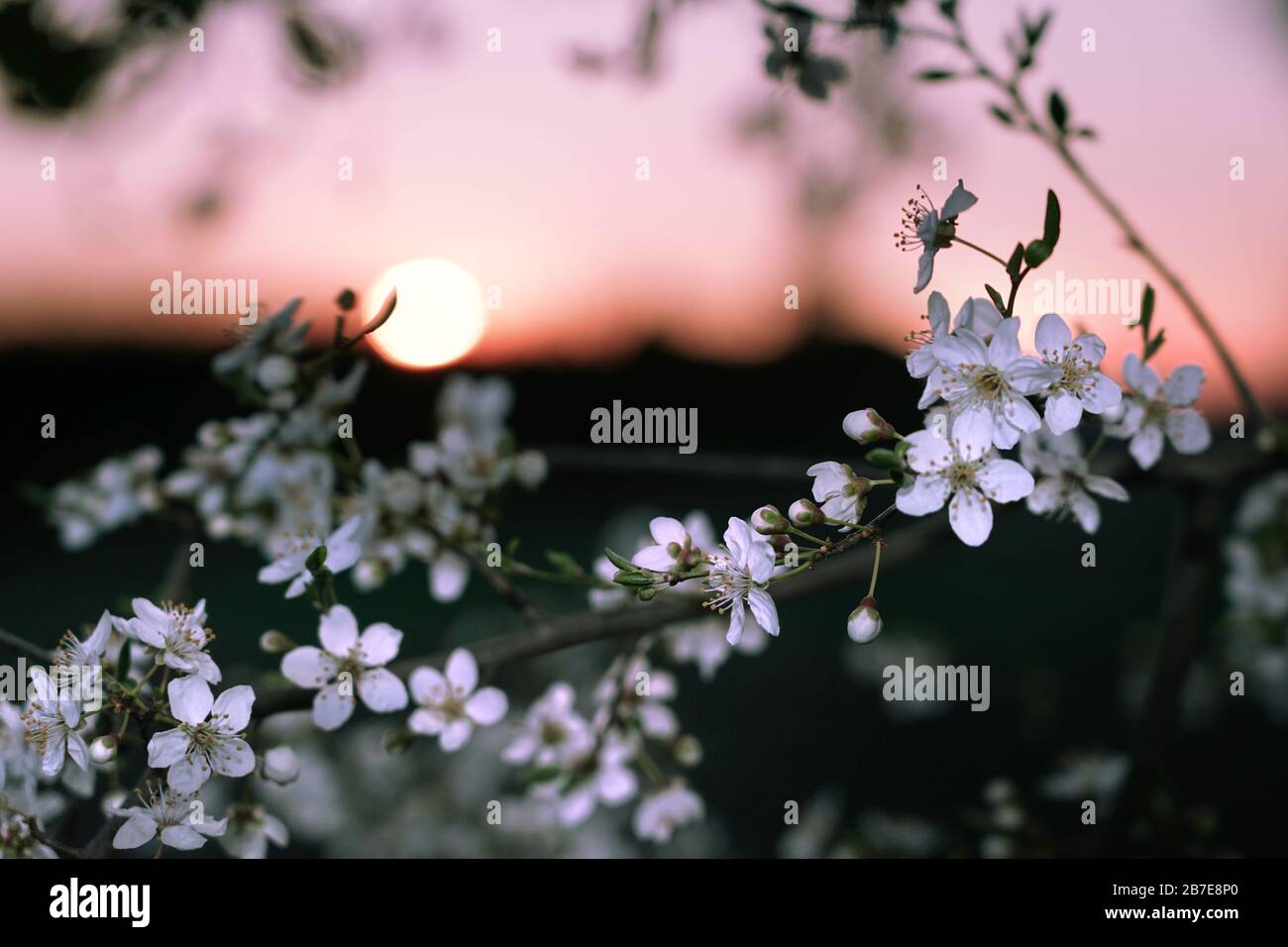 Romantic tree hi-res stock photography and images - Alamy