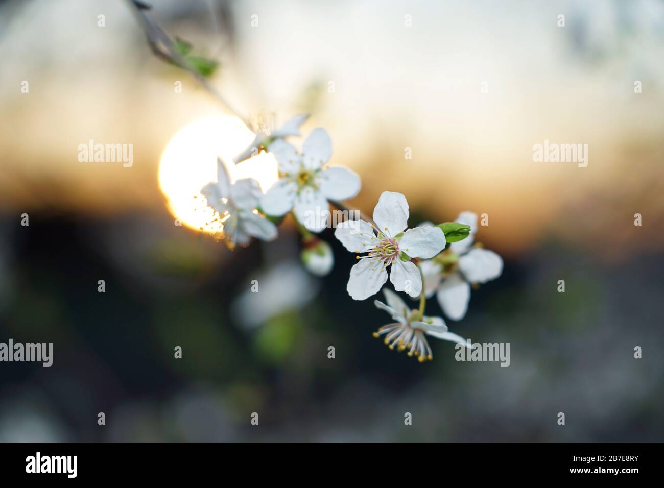 Peach tree at sunset hi-res stock photography and images - Alamy