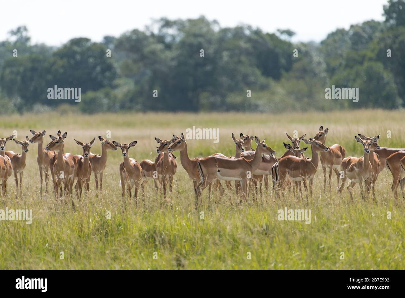 Impala in art hi-res stock photography and images - Alamy