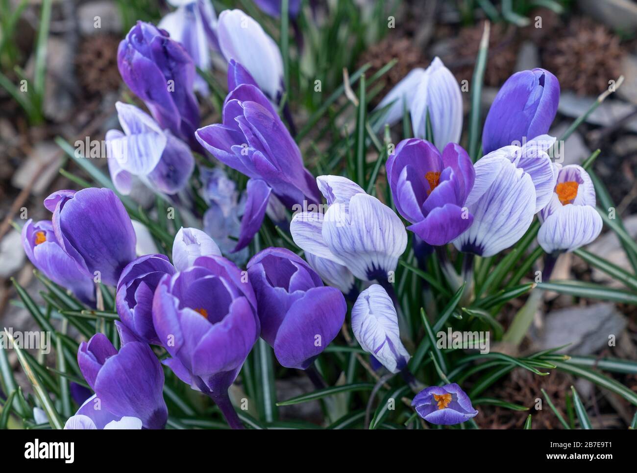 Spring blooming crocuses of iris family highlight beautiful day in Wave ...