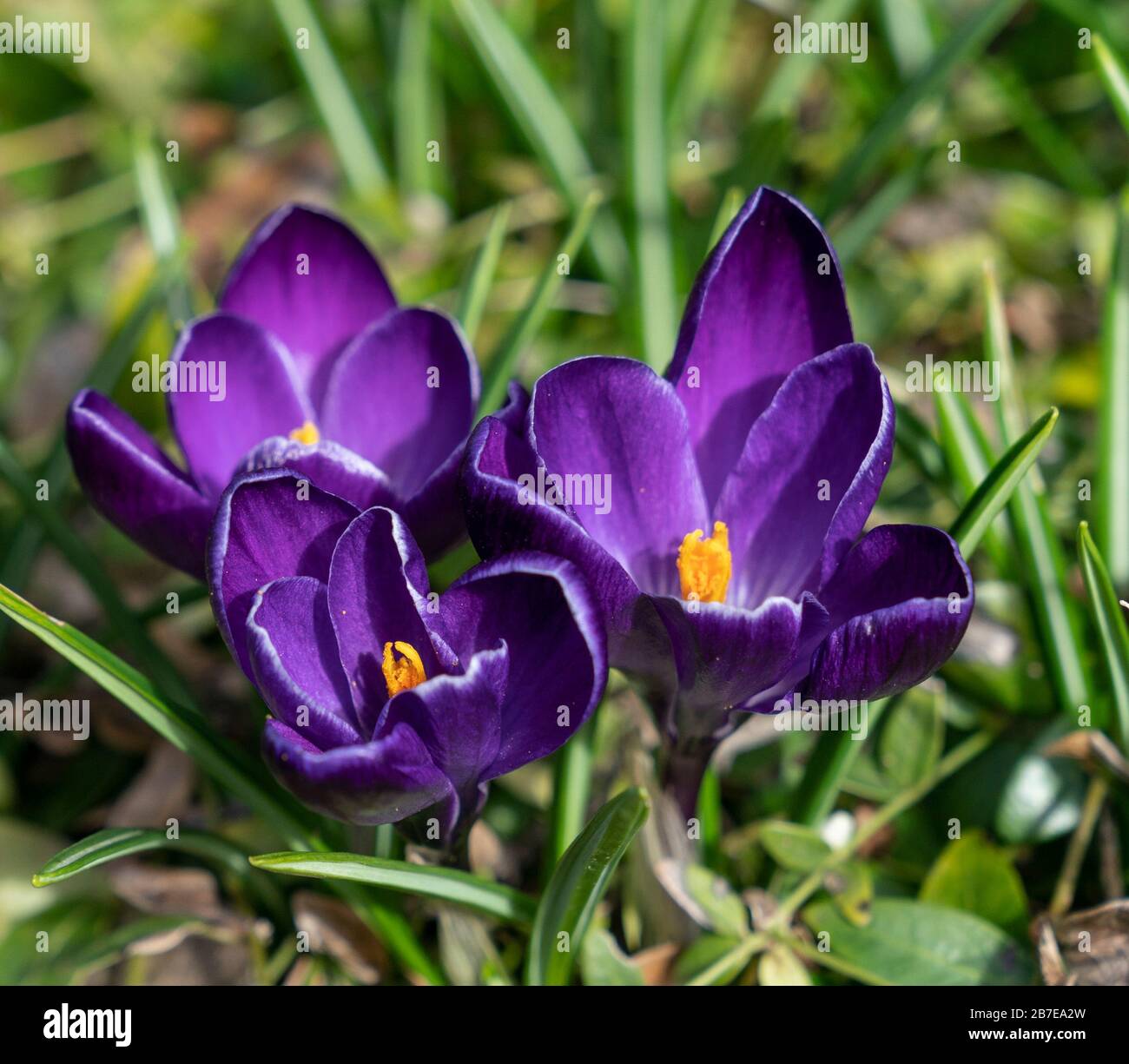 Spring blooming crocuses of iris family highlight beautiful day in Wave ...