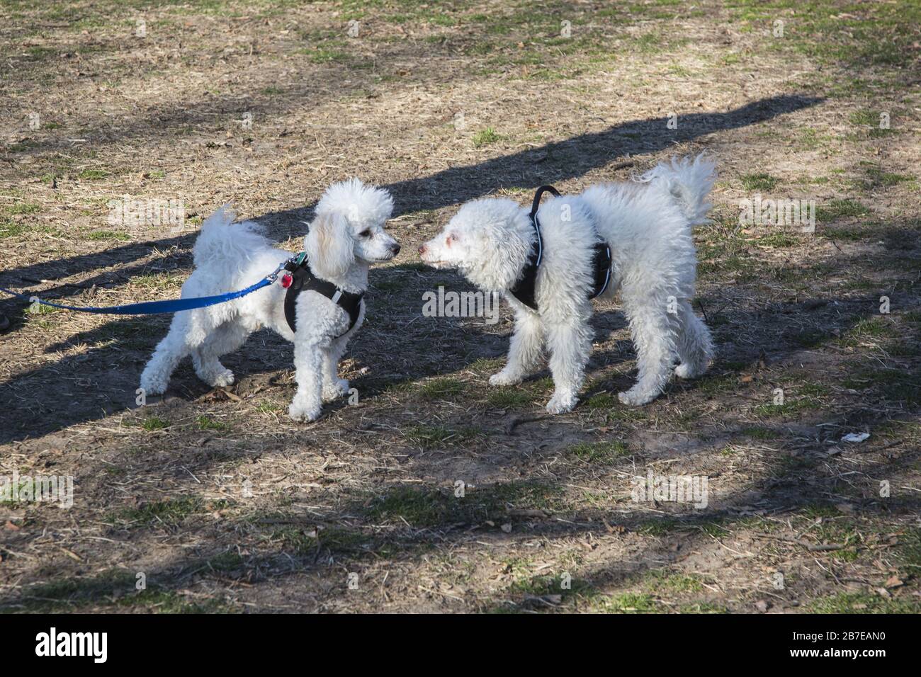Two poodles getting acquainted in Prospect Park, Brooklyn, New York ...