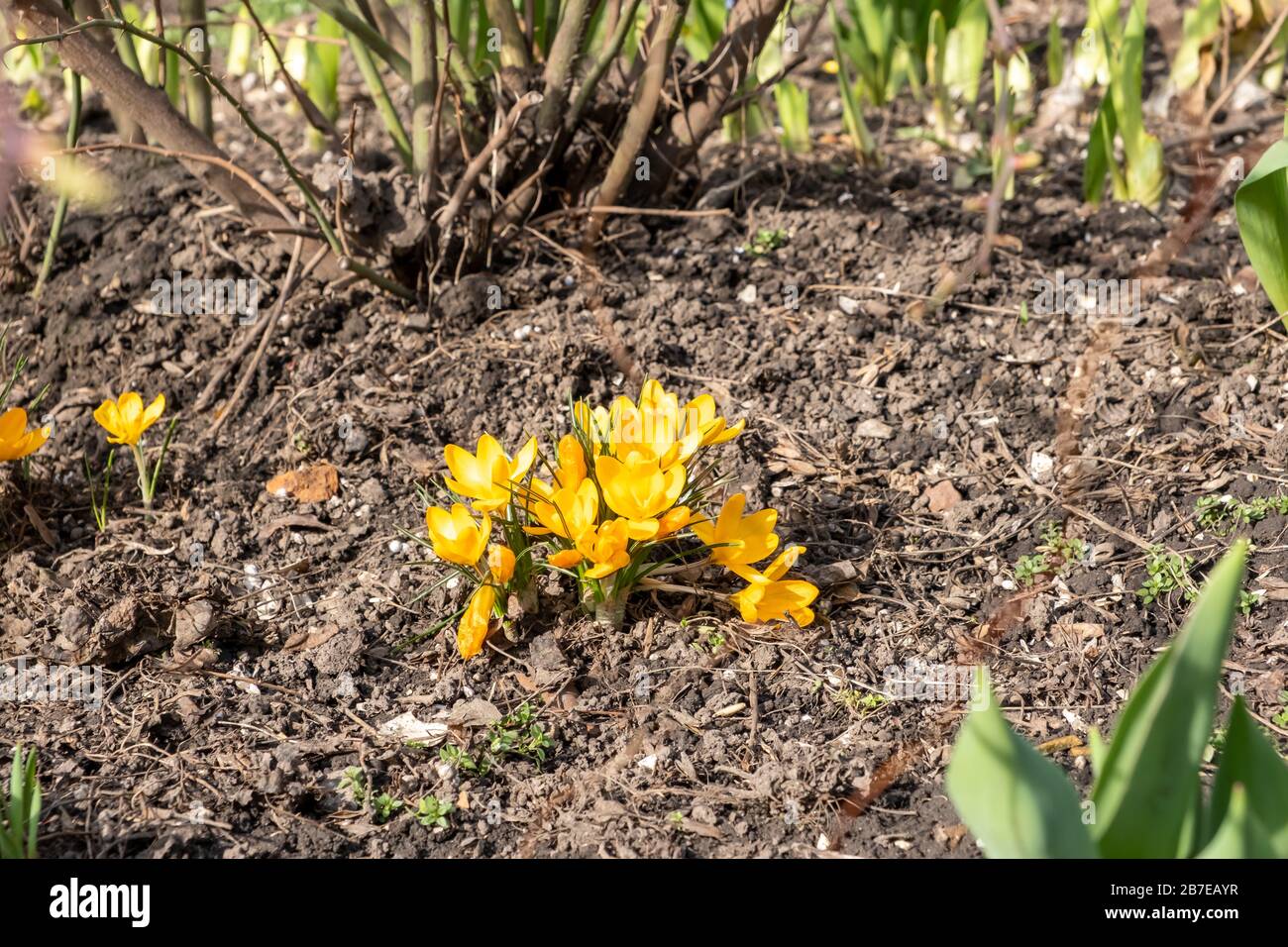 Beautiful spring yellow crocus flowers in the garden Stock Photo - Alamy