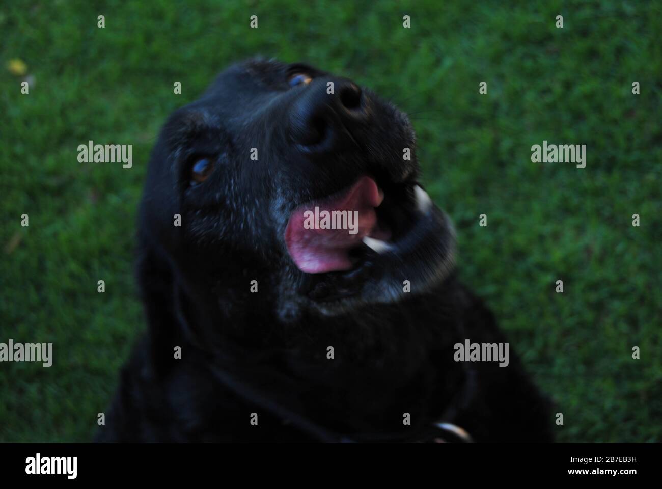 Black labrador retriever with brown eyes hi-res stock photography and ...