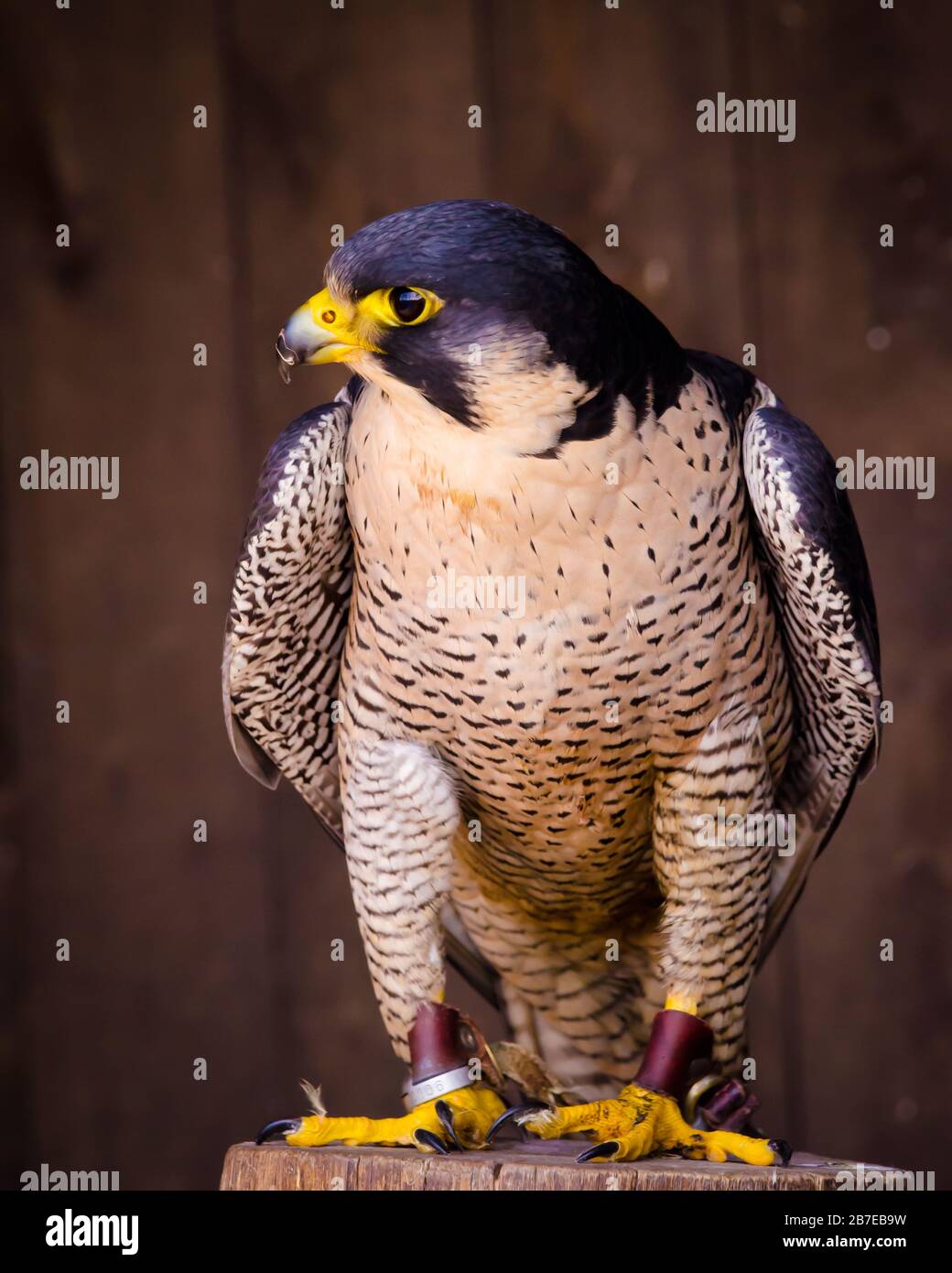 Desert Buzzard High Resolution Stock Photography and Images - Alamy
